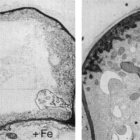 5 Sections Of Rhizodermal Cells Of Sunflower Left Fe Sufficient