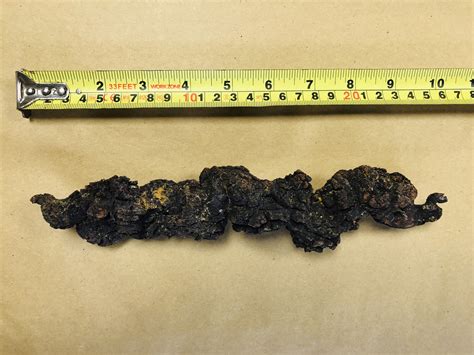 Fossil Reptile Coprolite