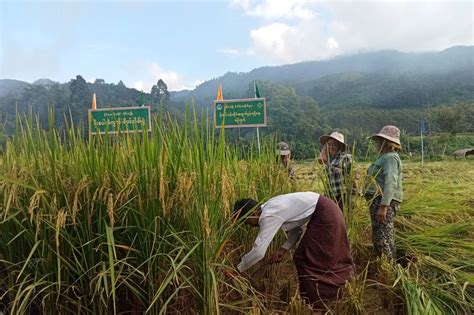 ဆင်းဧကရီ ၃ မိုးစပါးစံပြကွက် စံကွက်ရိတ်သိမ်း Information And Public Relations Department