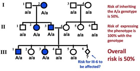 Gen 2 Gene Expression And Mitochondrial Inheritance Flashcards Quizlet