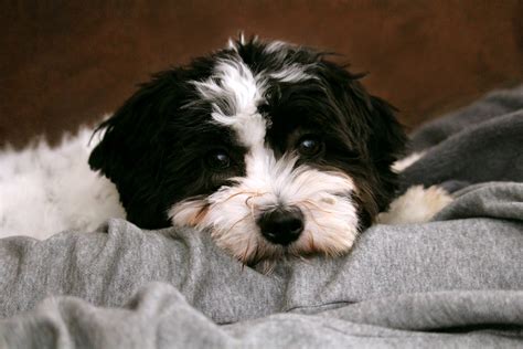 Black And White Fluffy Puppies