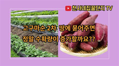 고구마 재배 고구마순 2차 땅에 묻어주기 네이버 Tv