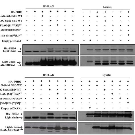 Effect Of Mutations In The N Terminal Region Of The Sbd On Binding With Download Scientific