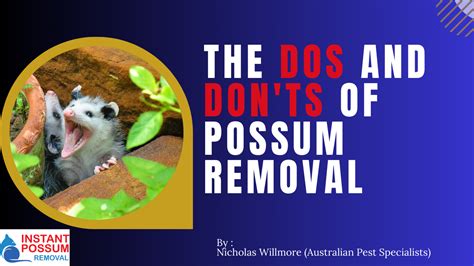 The Dos And Donts Of Possum Removal Best Practices For A Safe And