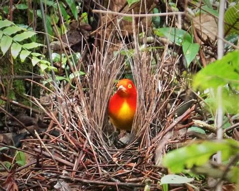 Flame Bowerbird Facts Diet Habitat And Pictures On Animaliabio