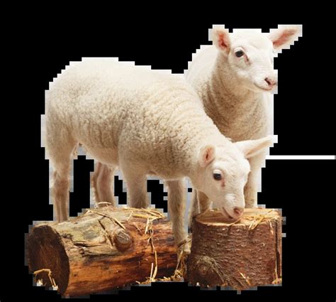 山羊绵羊小羊羔png 20 花瓣网