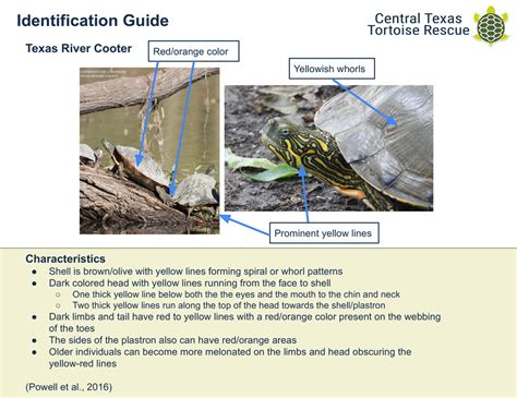 Tortoise Identifiction Guide Central Texas Tortoise Rescue