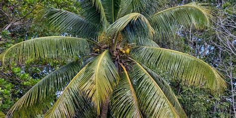 Что представляет собой кокосовый орех условия произрастания и пищевая ценность для человека