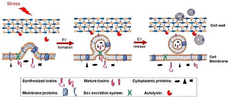 Figure 1 From Staphylococcus Aureus Extracellular Vesicles A Story Of