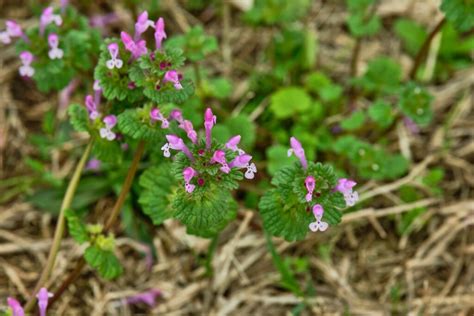 Henbit How To Identify And Control It For Good