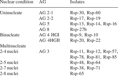 nuclear status of r solani isolates belonging to different ags