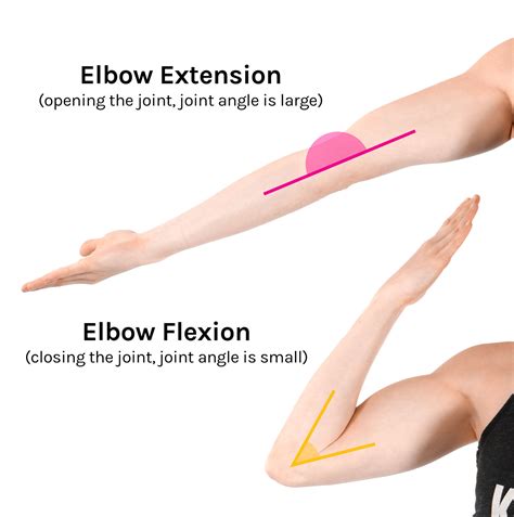 Flexion And Extension In Detail Tom Morrison