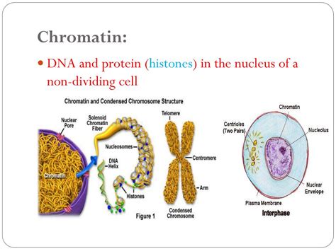 Ppt Cell Division Powerpoint Presentation Free Download Id2338549