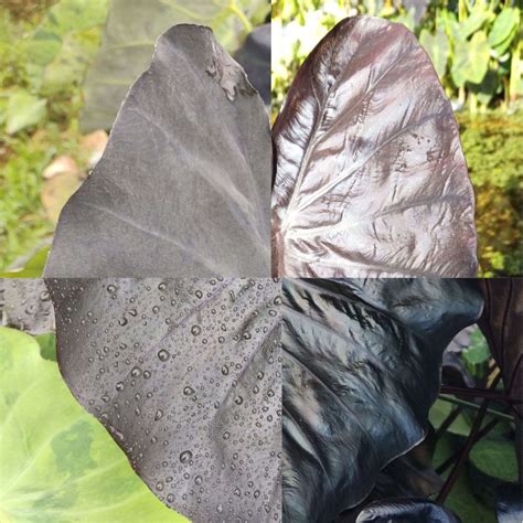 Kit 2 Black Magic Black Coral Konna Coffee Diamond Head 4