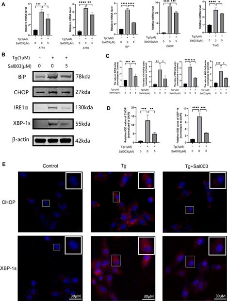frontiers sal003 alleviated intervertebral disc degeneration by