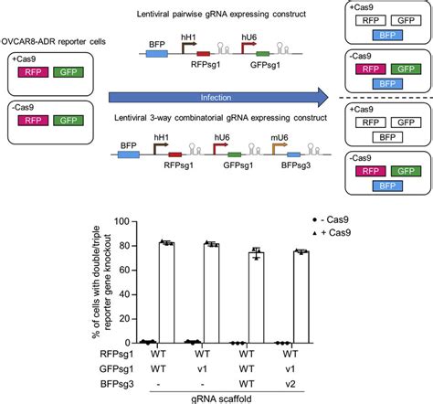 functional disruption of multiple genes using a crispr cas9 based