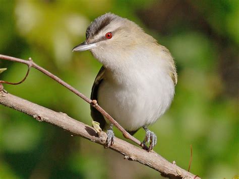 Red Eyed Vireo Dans Feathursday Feature Red Eyed Vireo — Chicago