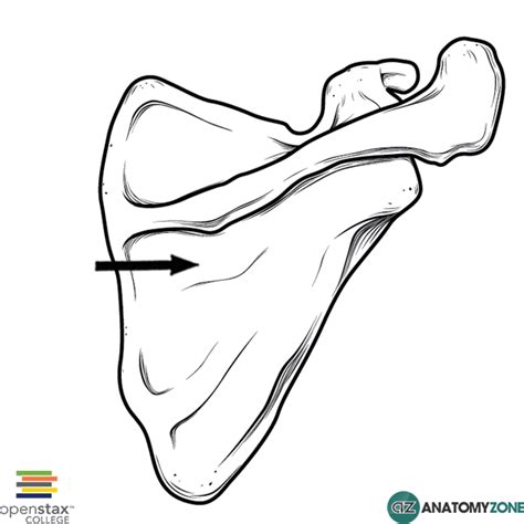 Scapula Infraspinous Fossa