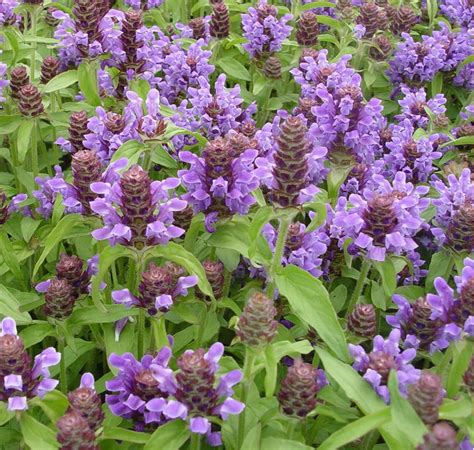 Self Heal Ottawa Native Plants