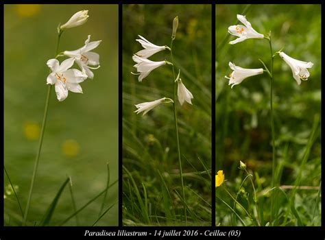 Paradisea Liliastrum