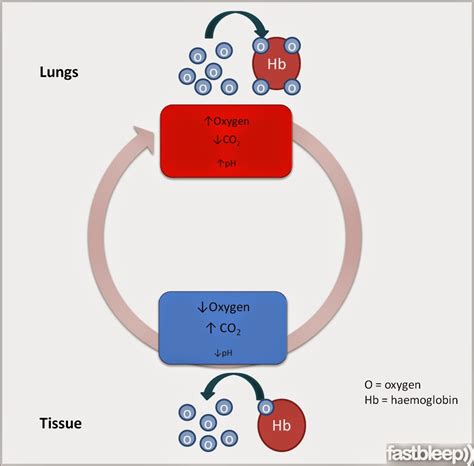 BIOLOGY CHAPTER 7 A GASEOUS EXCHANGE
