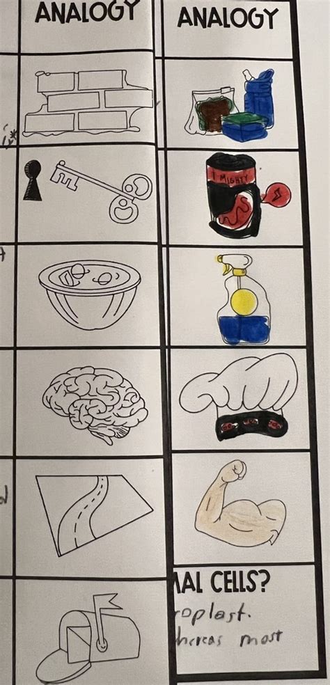 Cell Organelles And Their Functions Analogies Diagram Diagram Quizlet