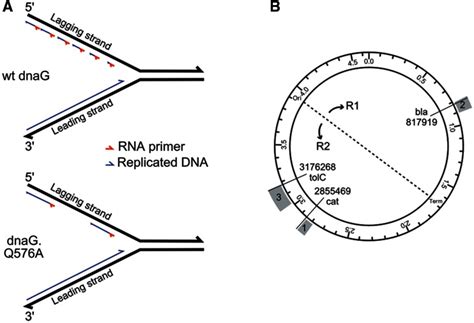 Effect Of Dnag Attenuation On Replication Fork Dynamics A Schematic