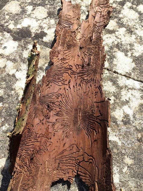 10 Tree Roots Winning Their Battle Against Concrete Artofit