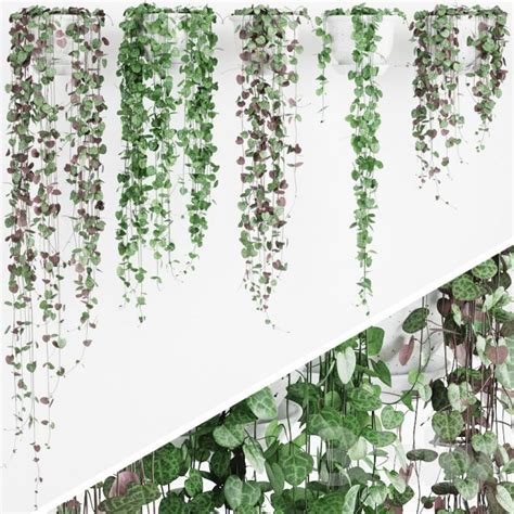 Best 13 Pendularis Plants 3d Model Turbosquid 1430722 Artofit