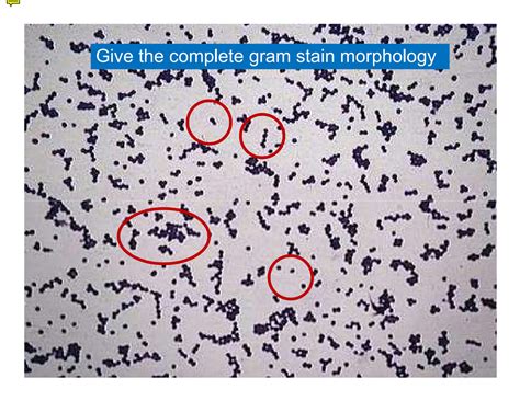 Solution M Staphylococcus Streptococcus Slides Studypool
