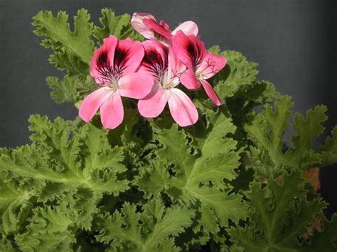 Geraniaceae P Pretty Polly