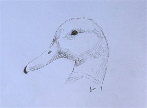 25 Easy Duck Drawing Ideas How To Draw A Duck Blitsy