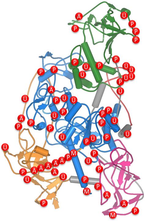 Representation Of Posttranslational Modifications Ptms Found In Human