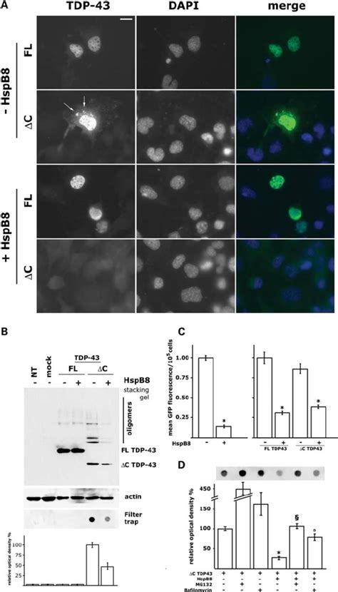 Effects Of Hspb8 On Fl Tdp 43 And D C Tdp 43 Subcellular Localization