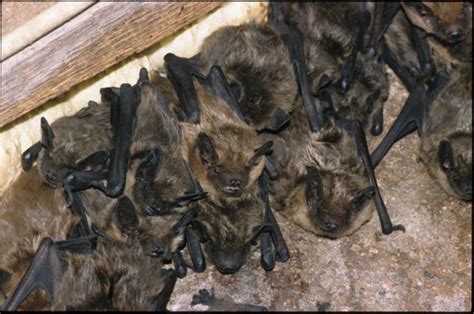 Bat Removal And Cleanup Cleveland Columbus Cincinnati Ohio