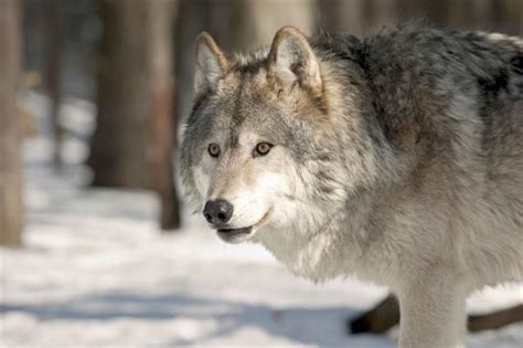 Lobo