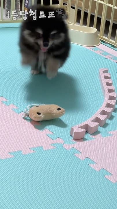 짧은 다리의 역습 포메 이로또🐾 Youtube