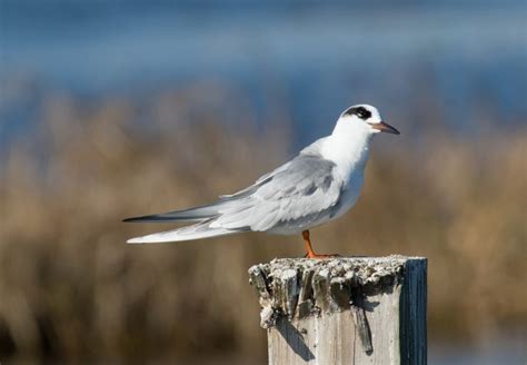 Forsters Tern Audubon Field Guide