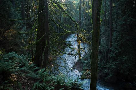 Whatcom Creek In A Park Photograph By Yulia Kazansky Pixels