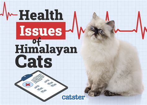 Himalayan Cat Health Problems 6 Vet Reviewed Issues Catster