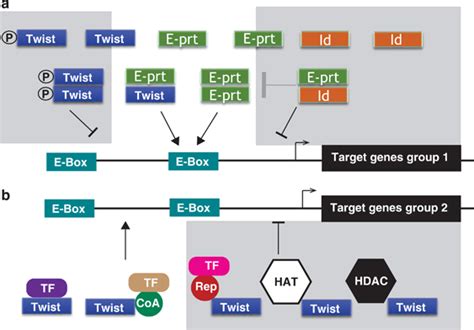 transcriptional regulation by twist proteins a the bhlh partner