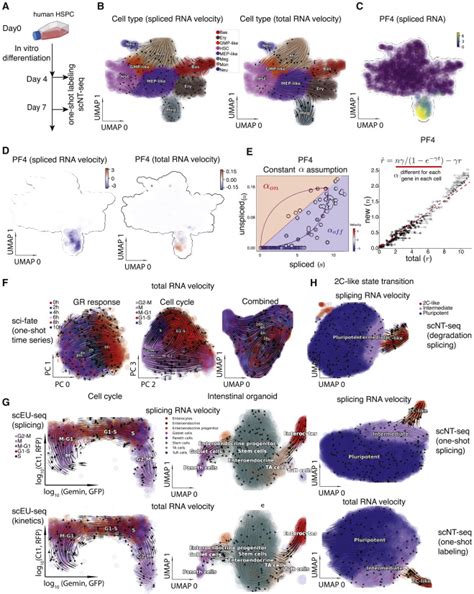 Mapping Transcriptomic Vector Fields Of Single Cells Cell