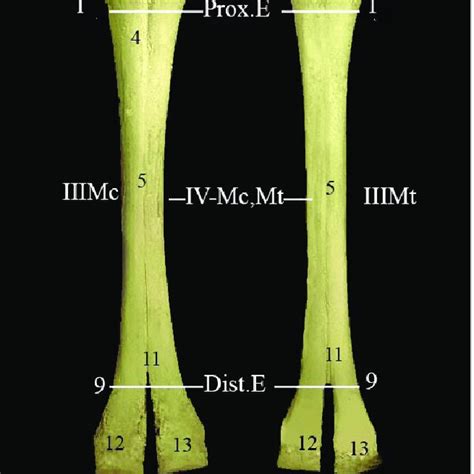 A Dorsal View Of The Metacarpus Aʹ Metatarsus Of Male Download
