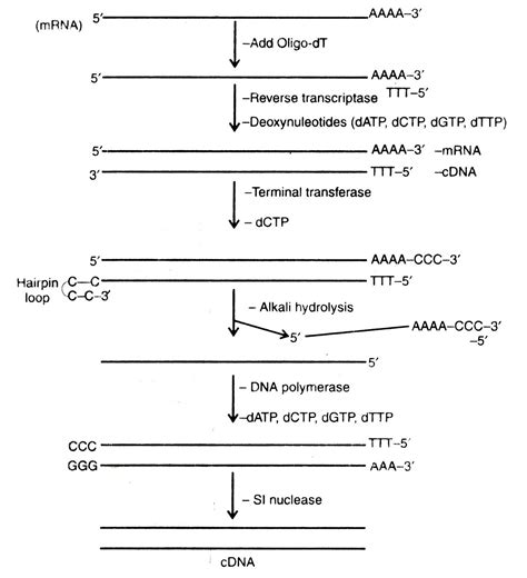 Bio Resource Cdna Library Application And Uses