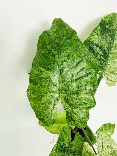 Alocasia Macrorrhiza Variegata Welovetropicalplants