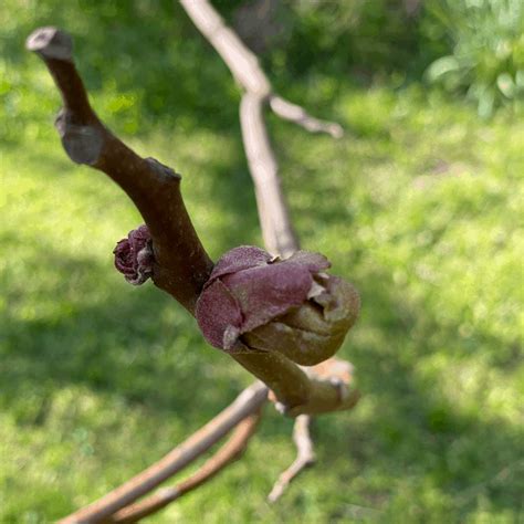 Tree Identification Resources Vic S Tree Service Types Of Trees