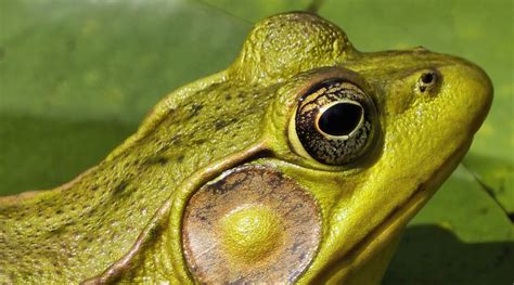 Frog Test Images With Mc 20 Small Sensor Photography By Thomas Stirr