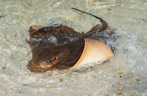 Irukandji Entry Pass Little Ray Cuddle