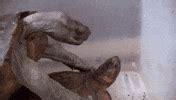 Mating Press S Find And Share On Giphy
