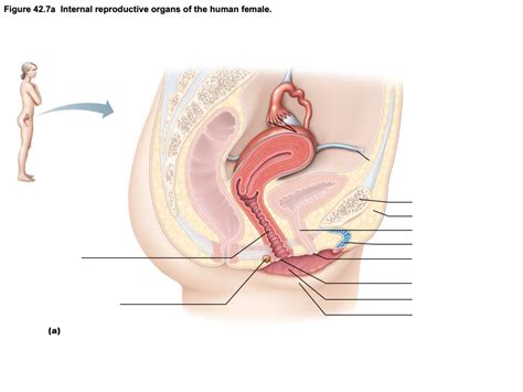 Practical 3 Lesson 10 Female Reproductive Organ Diagram Quizlet
